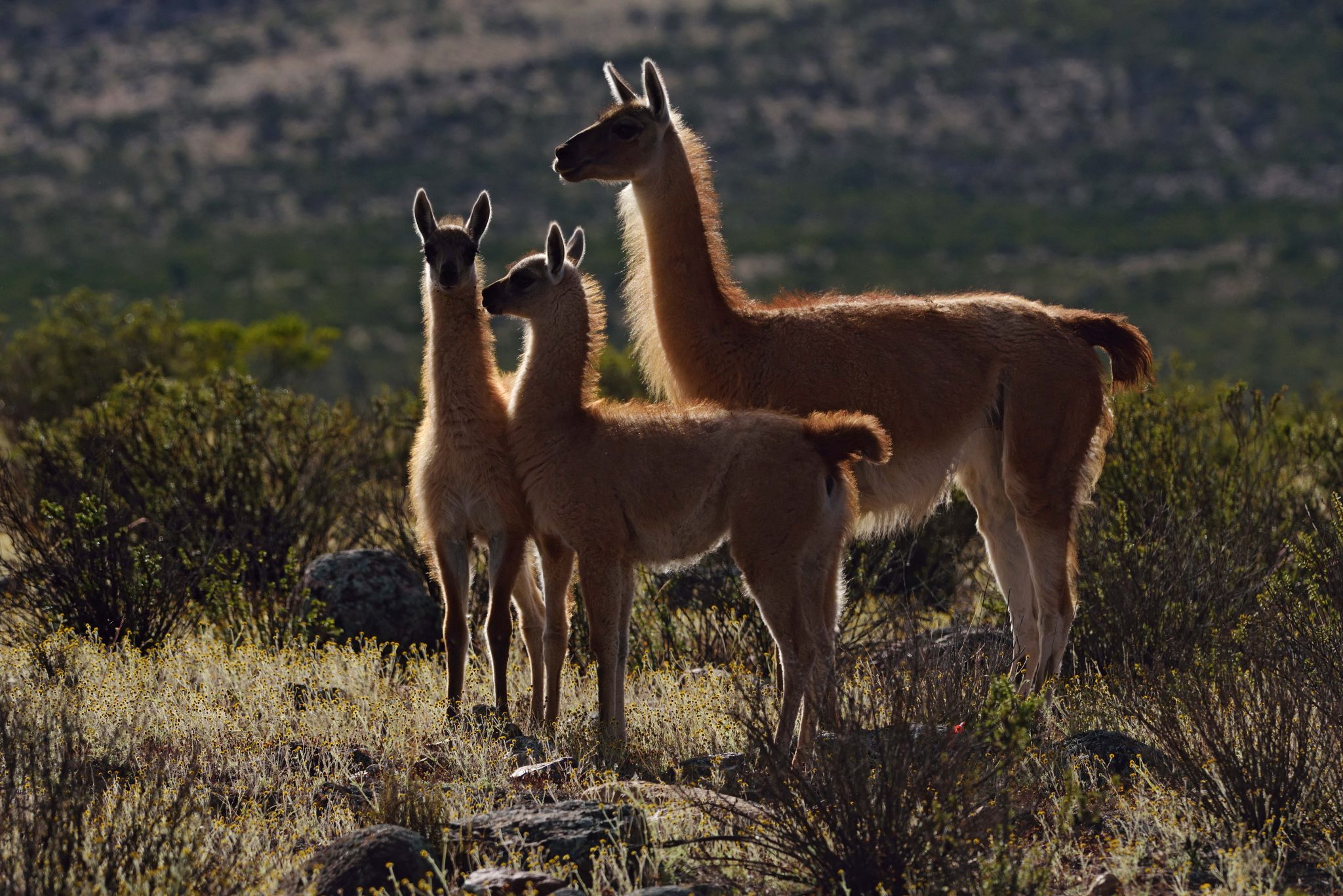 Galeria fauna – Biodiversidad