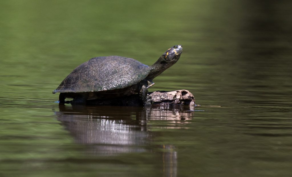 Galeria fauna – Biodiversidad