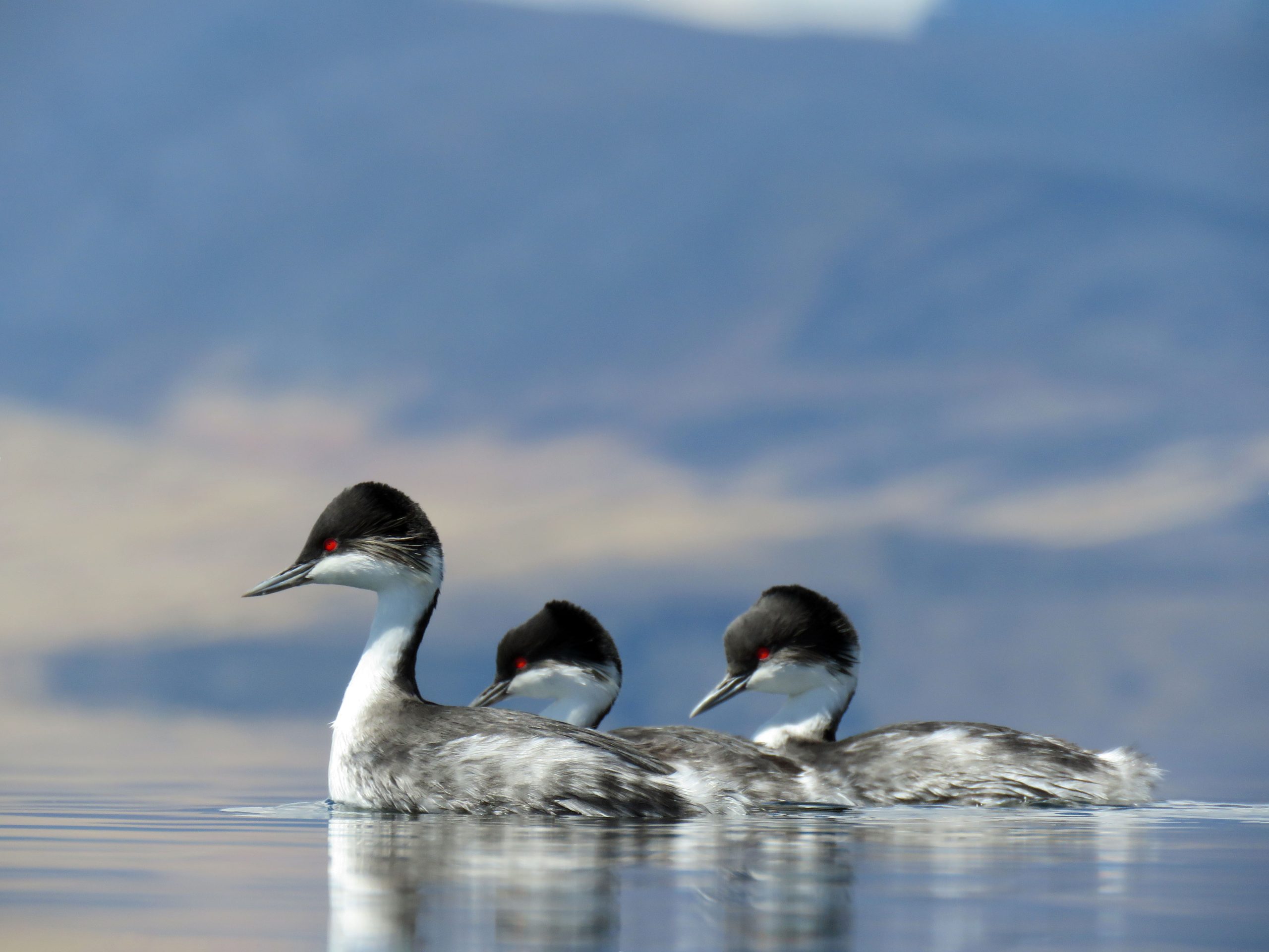 Galeria fauna – Biodiversidad