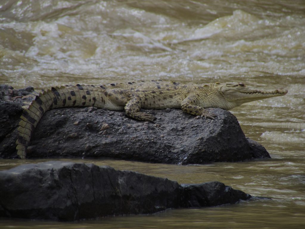 Galeria fauna – Biodiversidad
