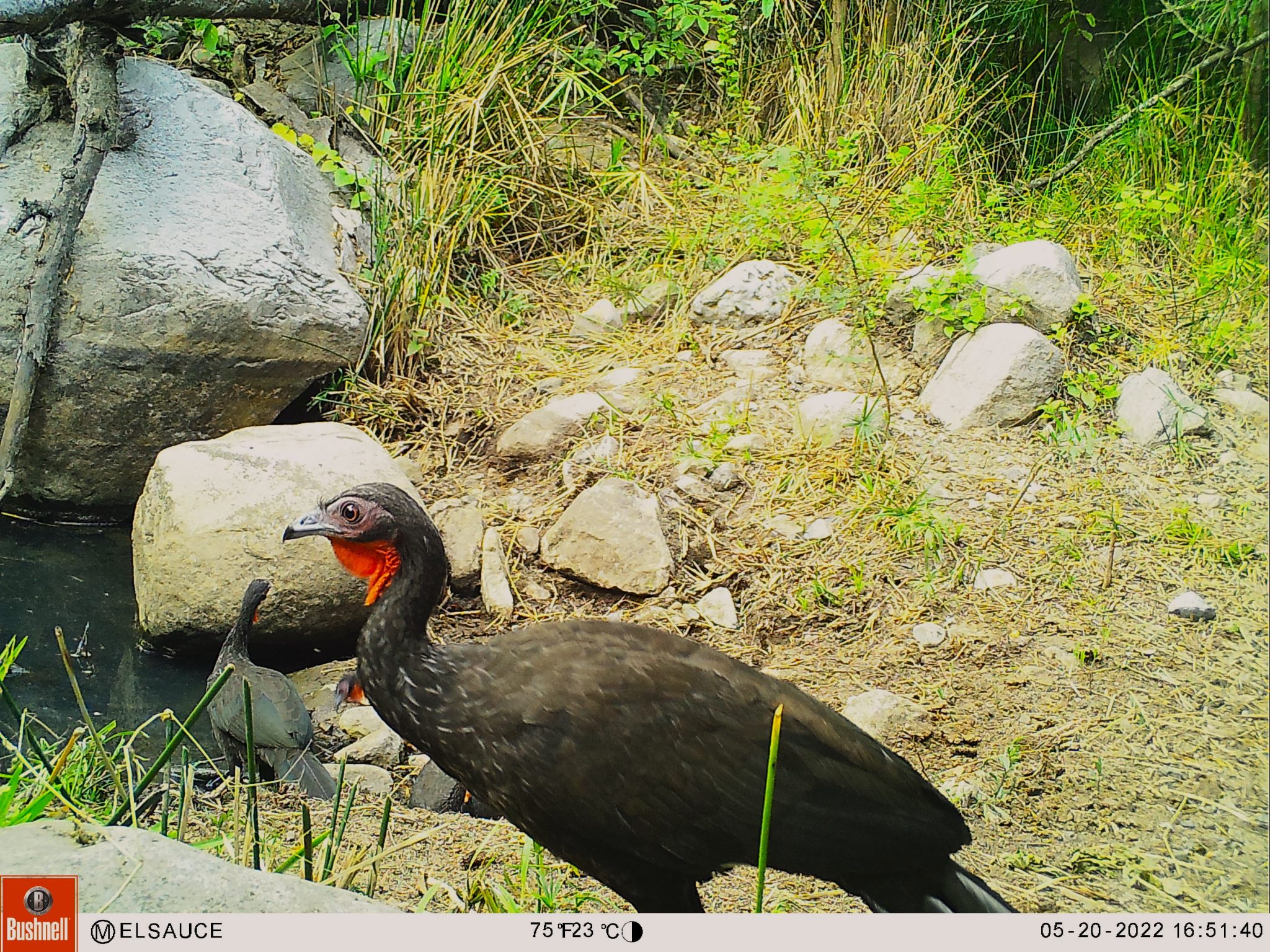 Galeria fauna – Biodiversidad