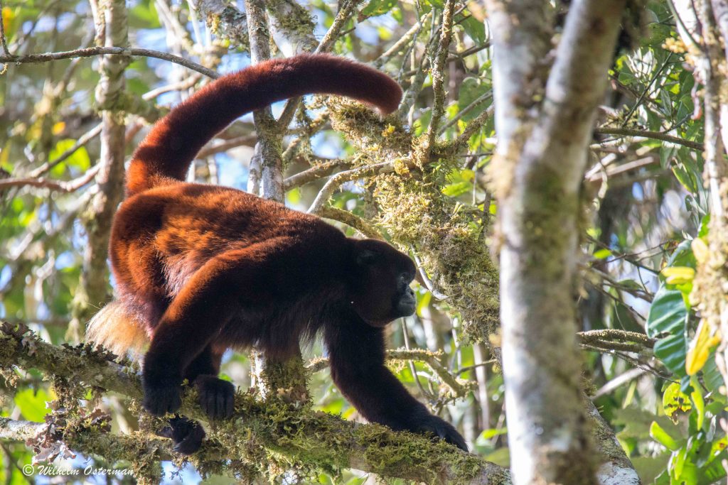 ¿Sabías qué…en el Parque Nacional del Río Abiseo vive un animal que se ...