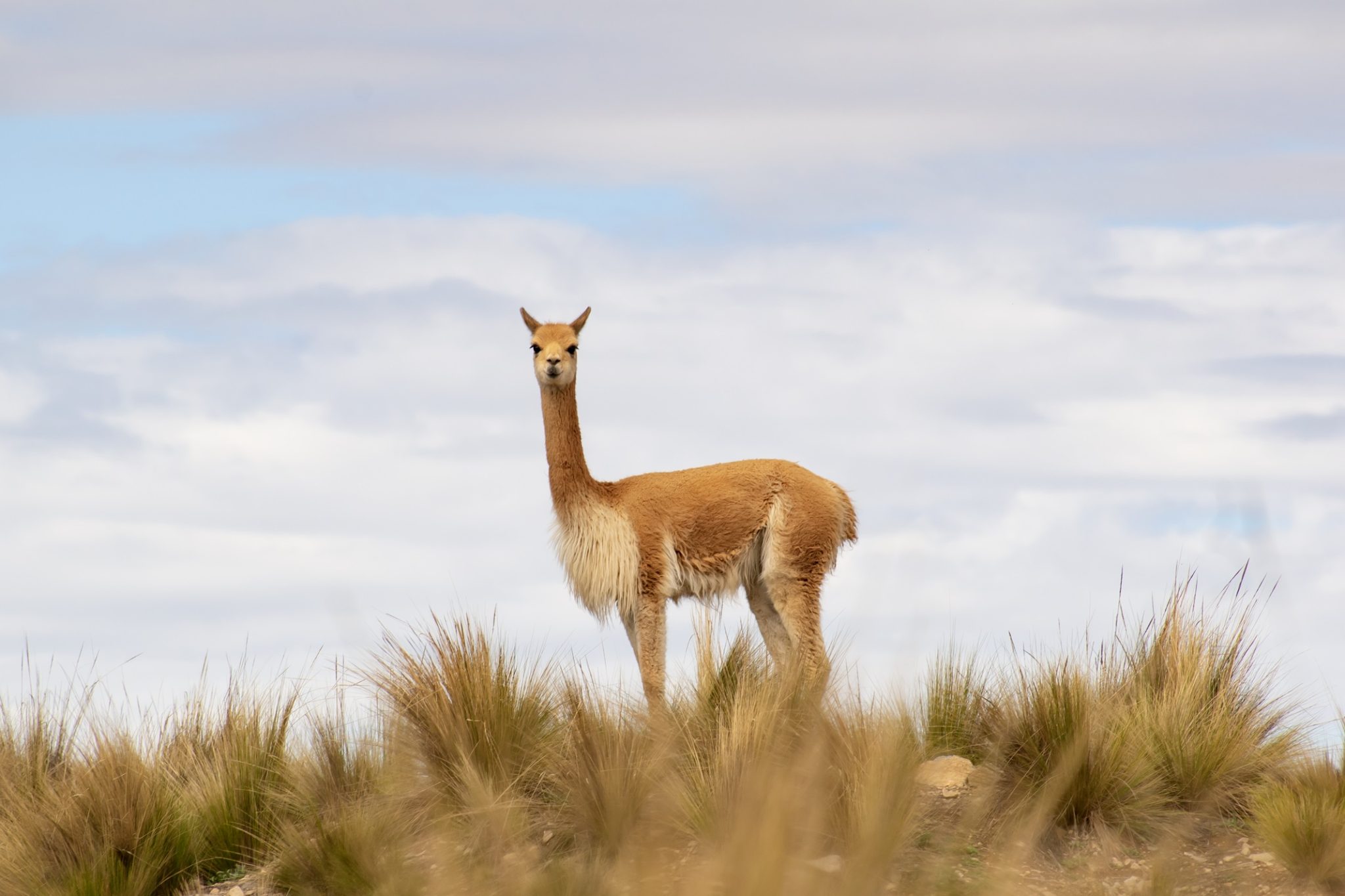 ¿Sabías que … la Reserva Nacional Pampa Galeras Barbara D’Achille se ...