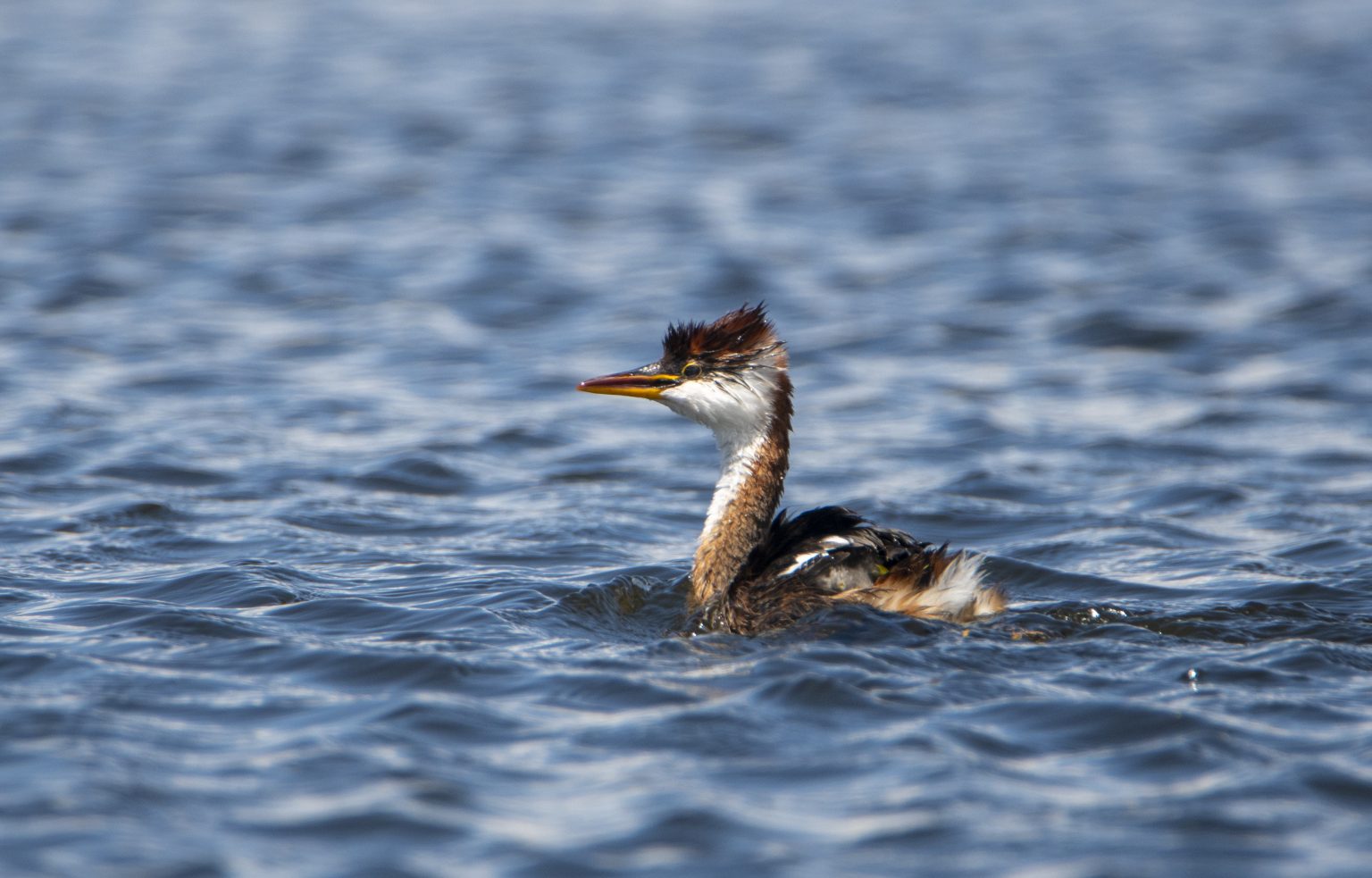 ¿Sabías que… en la cuenca del Titicaca habita un ave que es endémica de ...