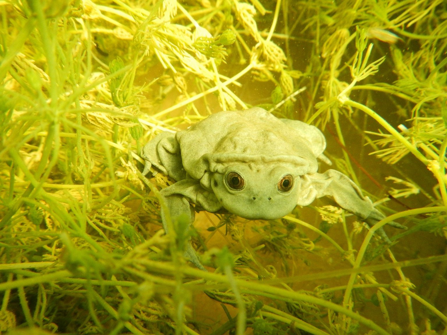 ¿Sabías que … la rana gigante del Titicaca es la rana acuática más ...