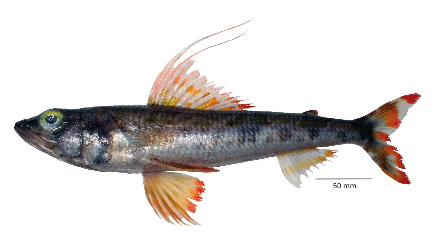 Una nueva especie de pez marino es descubierta en Reserva Nacional Mar ...