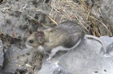 Home – Biodiversidad